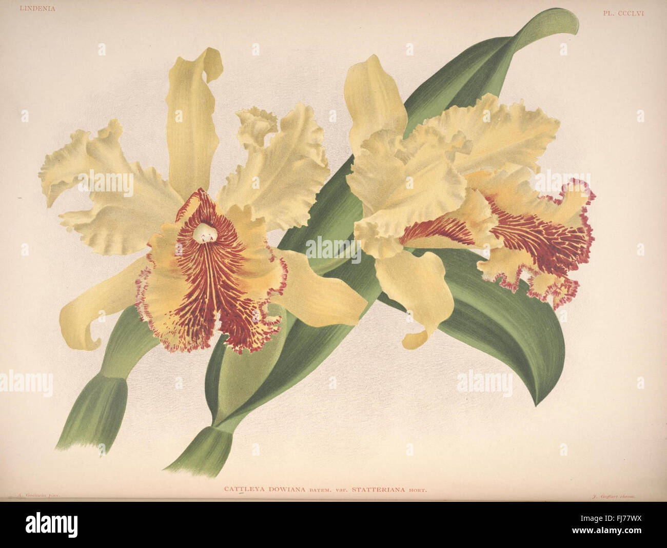 An iconographic study of orchids, featuring detailed illustrations and ...