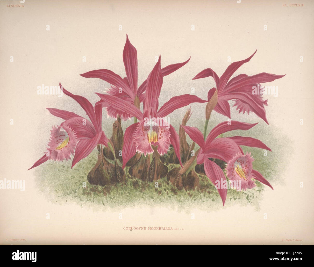 Lindenia - Iconographie des Orchidee, Missouri Botanical Garden, Peter ...