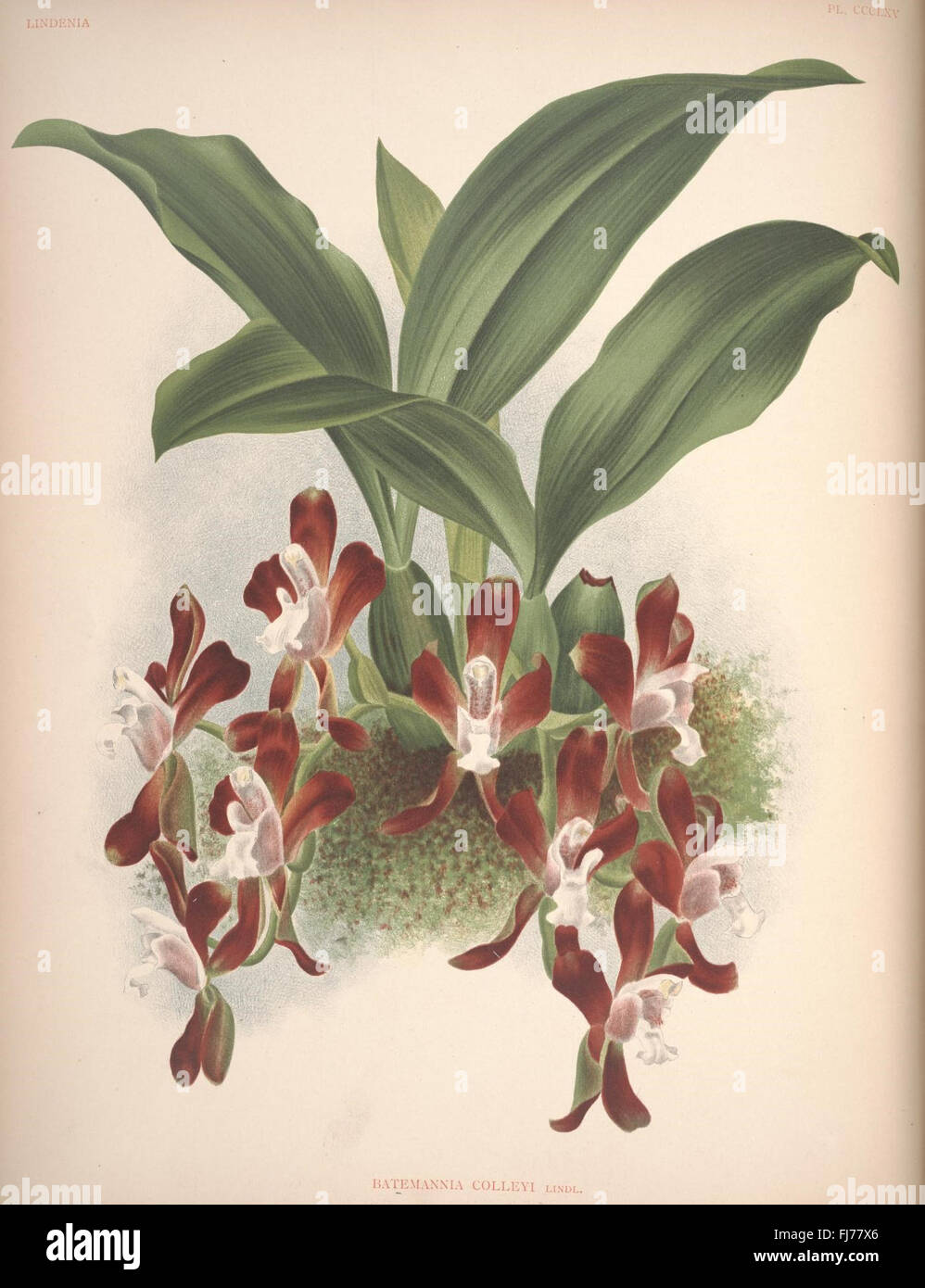 A botanical work focusing on the detailed illustrations and ...