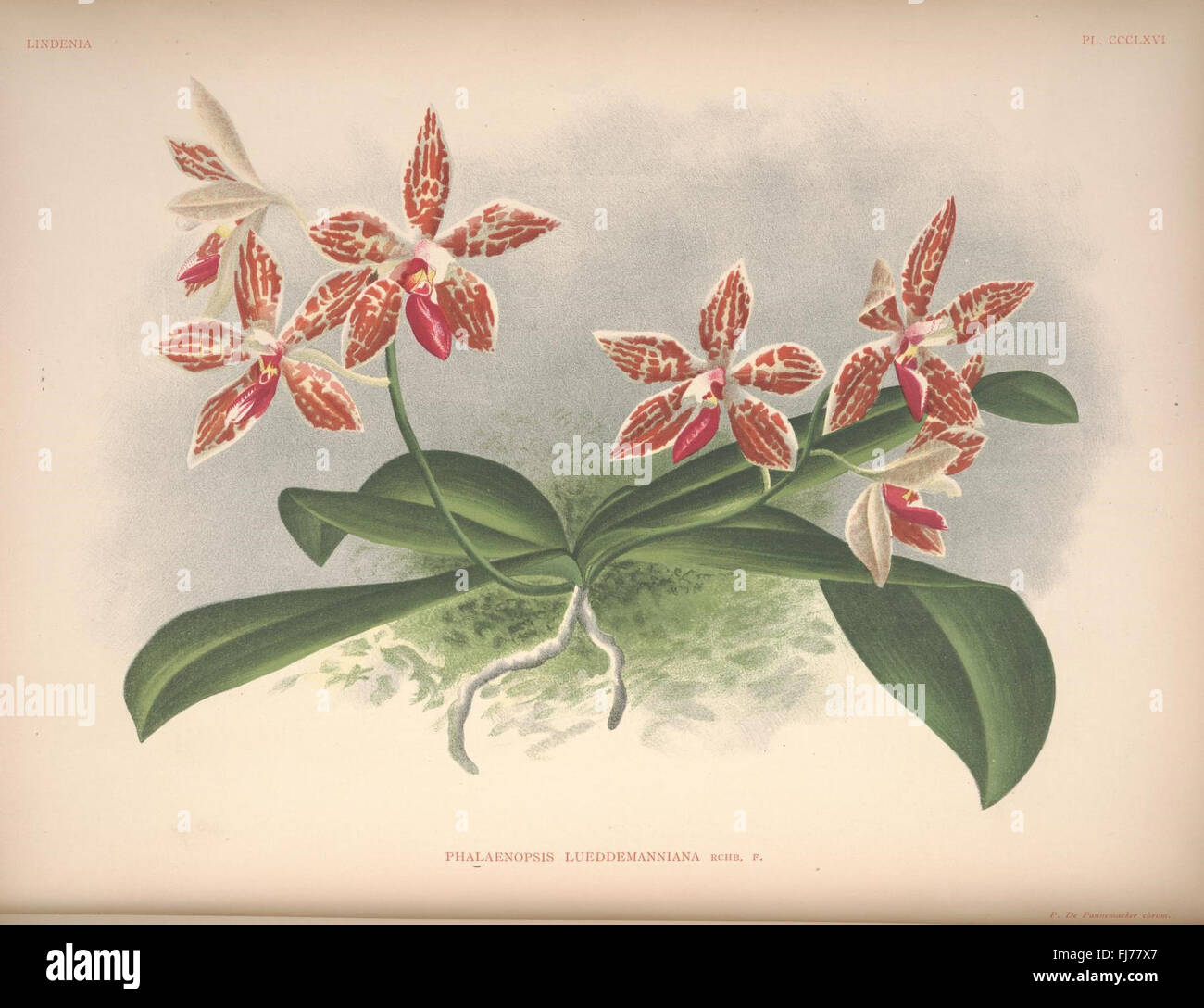 A botanical periodical dedicated to the illustration and classification ...