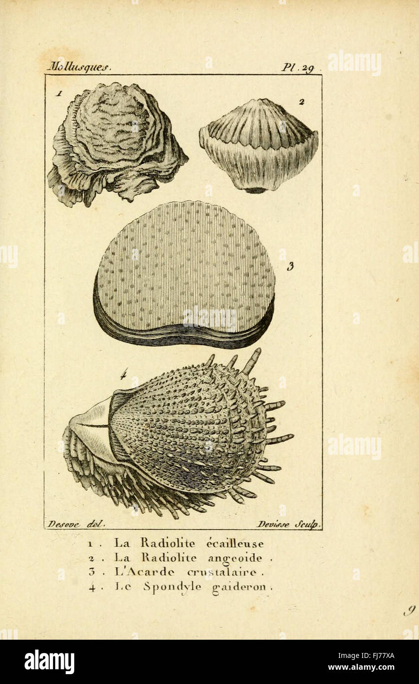 Of molluscan diversity hi-res stock photography and images - Alamy