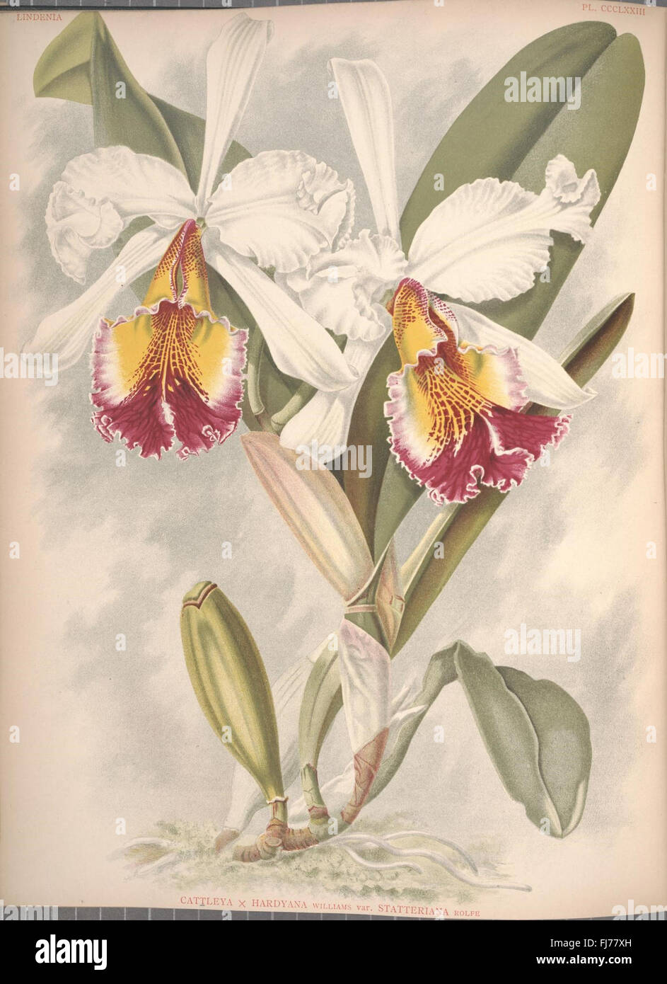 A botanical work on orchids Stock Photo - Alamy
