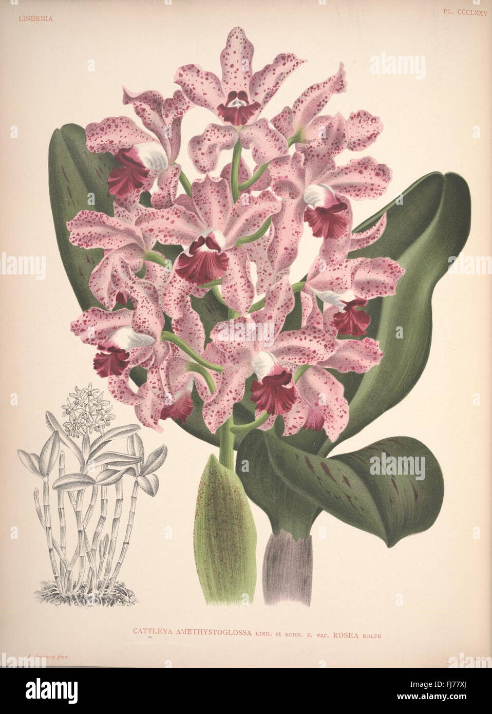 A collection of botanical illustrations of orchids, showcasing various ...
