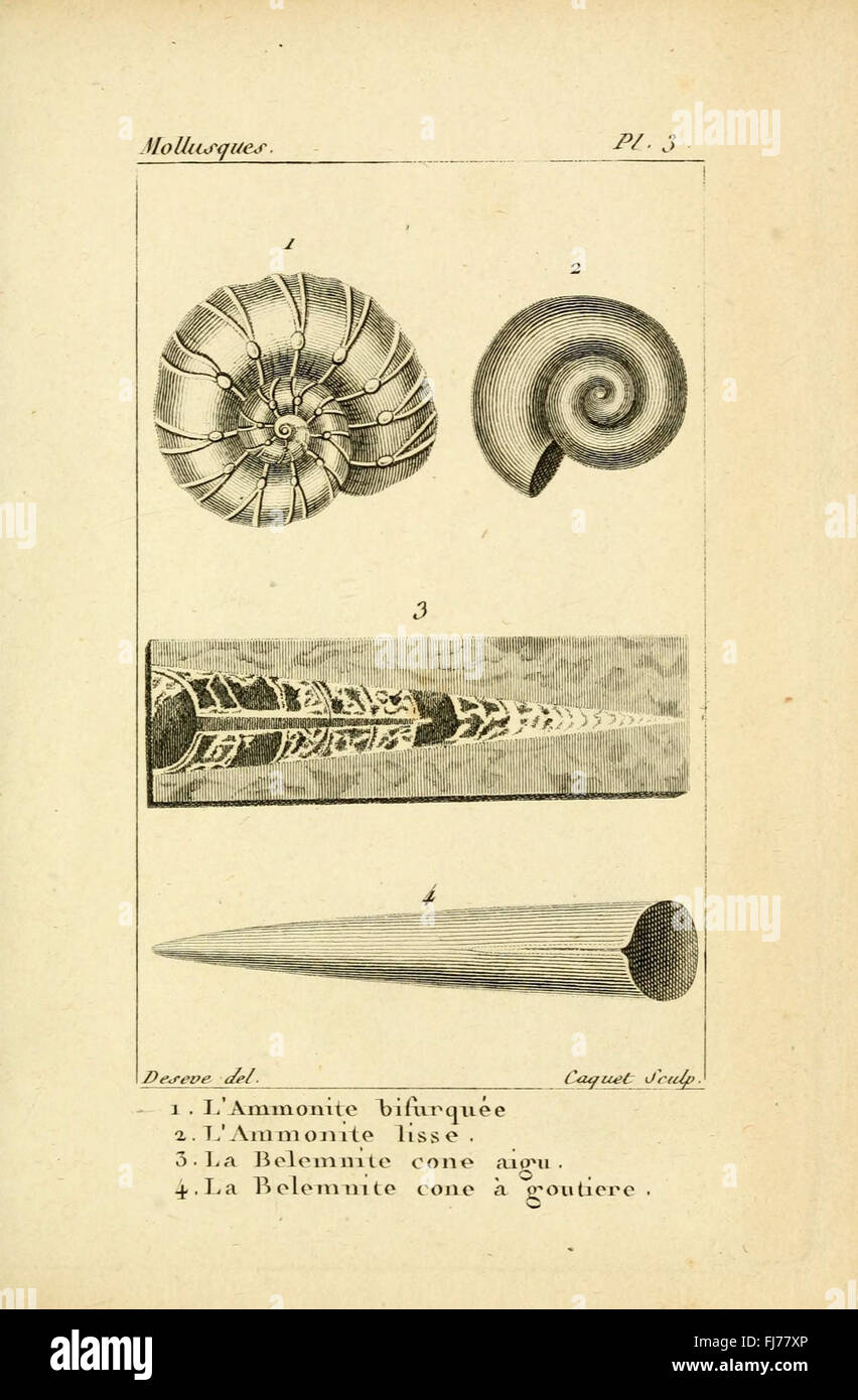 An illustrated atlas showcasing various mollusk species, with detailed ...