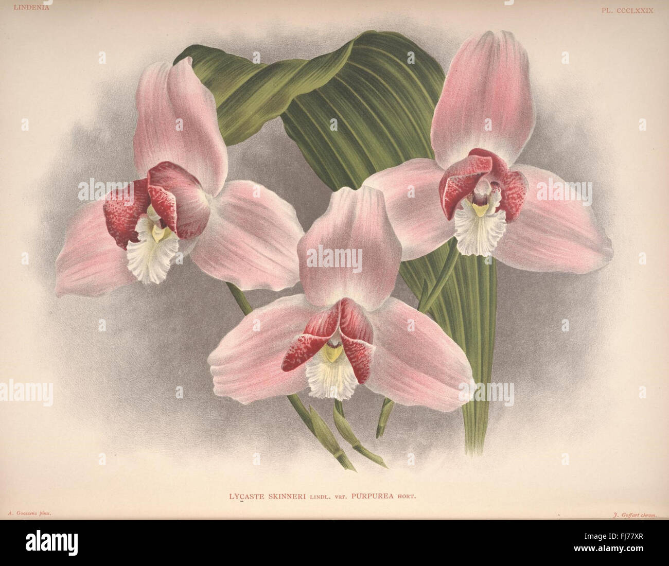 A botanical work illustrating various species of orchids, focusing on ...