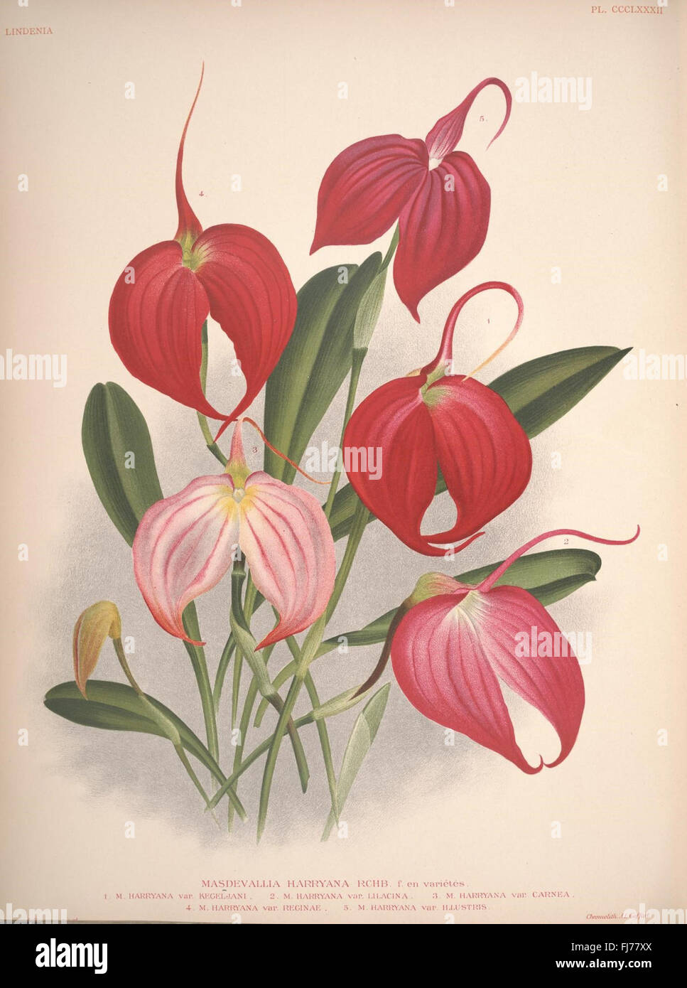 A detailed study of orchids, featuring an iconography of the ...