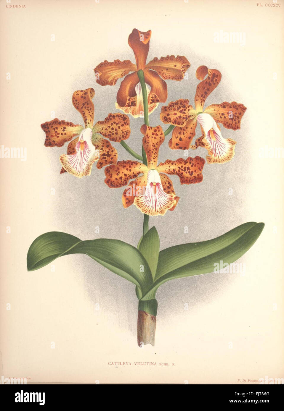 Lindenia - Iconographie des Orchidee, Missouri Botanical Garden, Peter ...