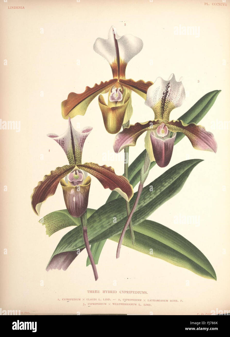 Orchid species classification hi-res stock photography and images - Alamy
