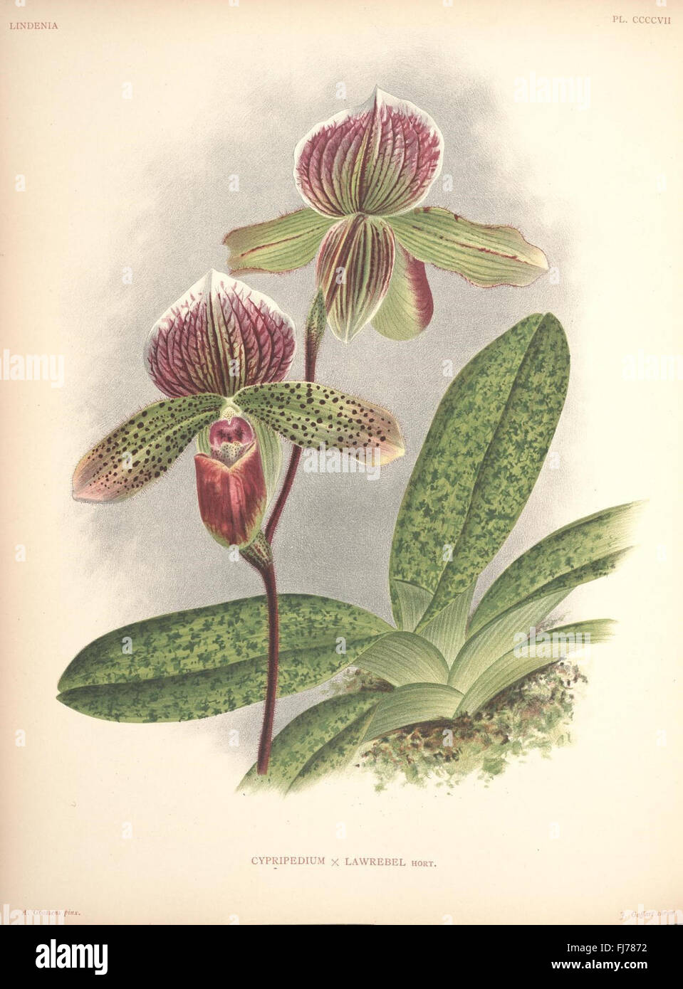 A botanical work illustrating various orchid species, offering an in ...
