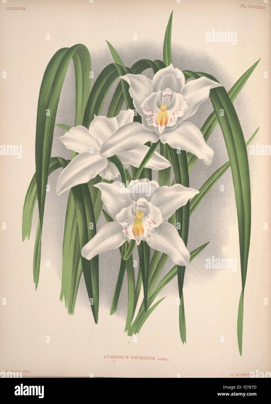 Lindenia - Iconographie des Orchidee, Missouri Botanical Garden, Peter ...