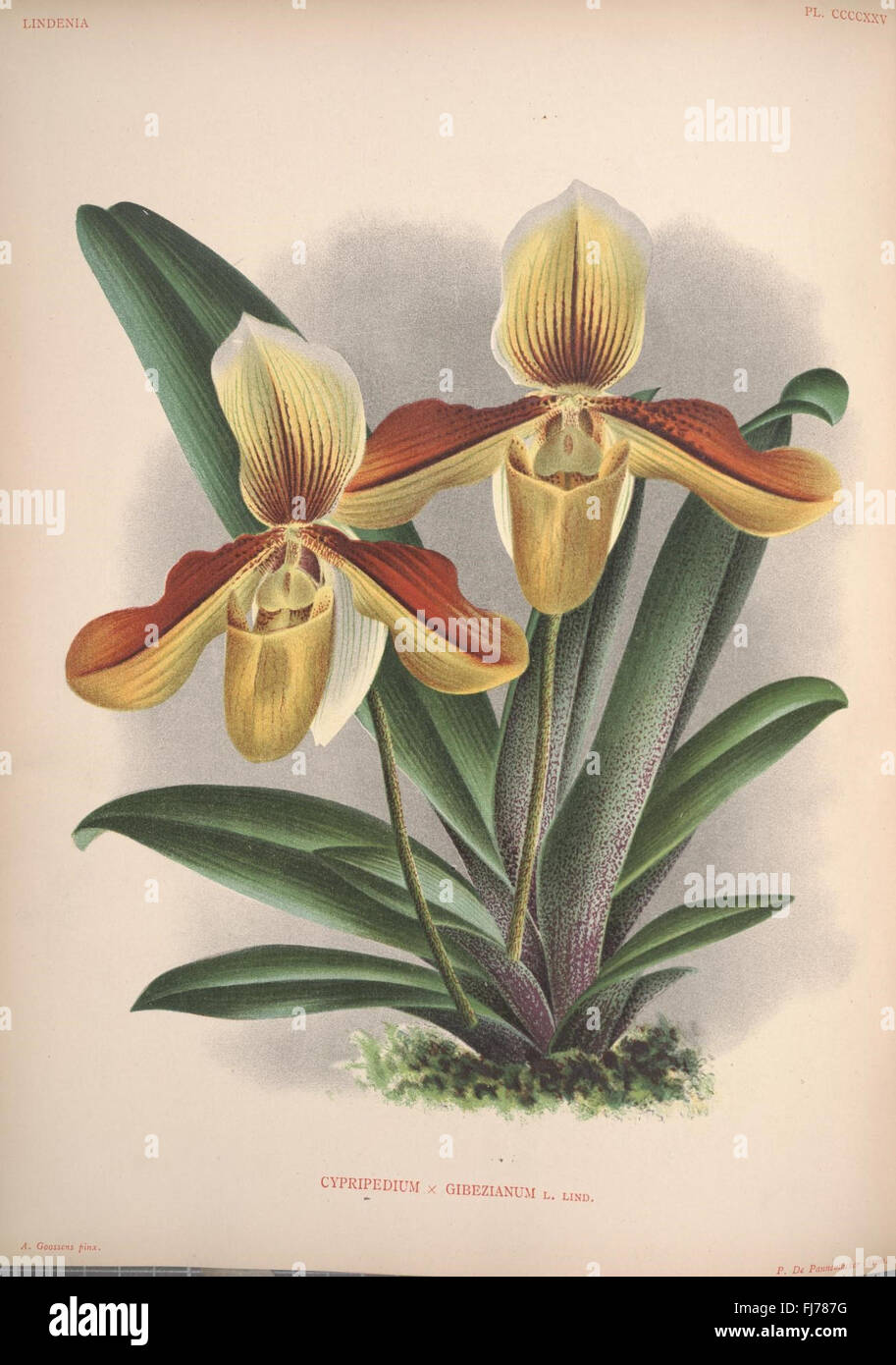 Botanical work featuring an illustrated iconography of orchids ...