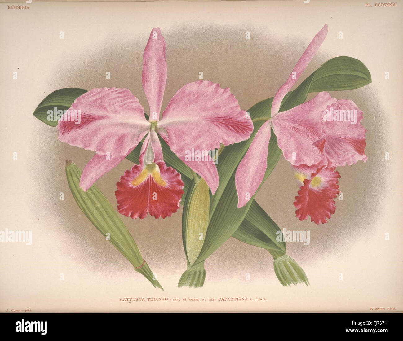 A botanical work illustrating various orchid species, focused on their ...
