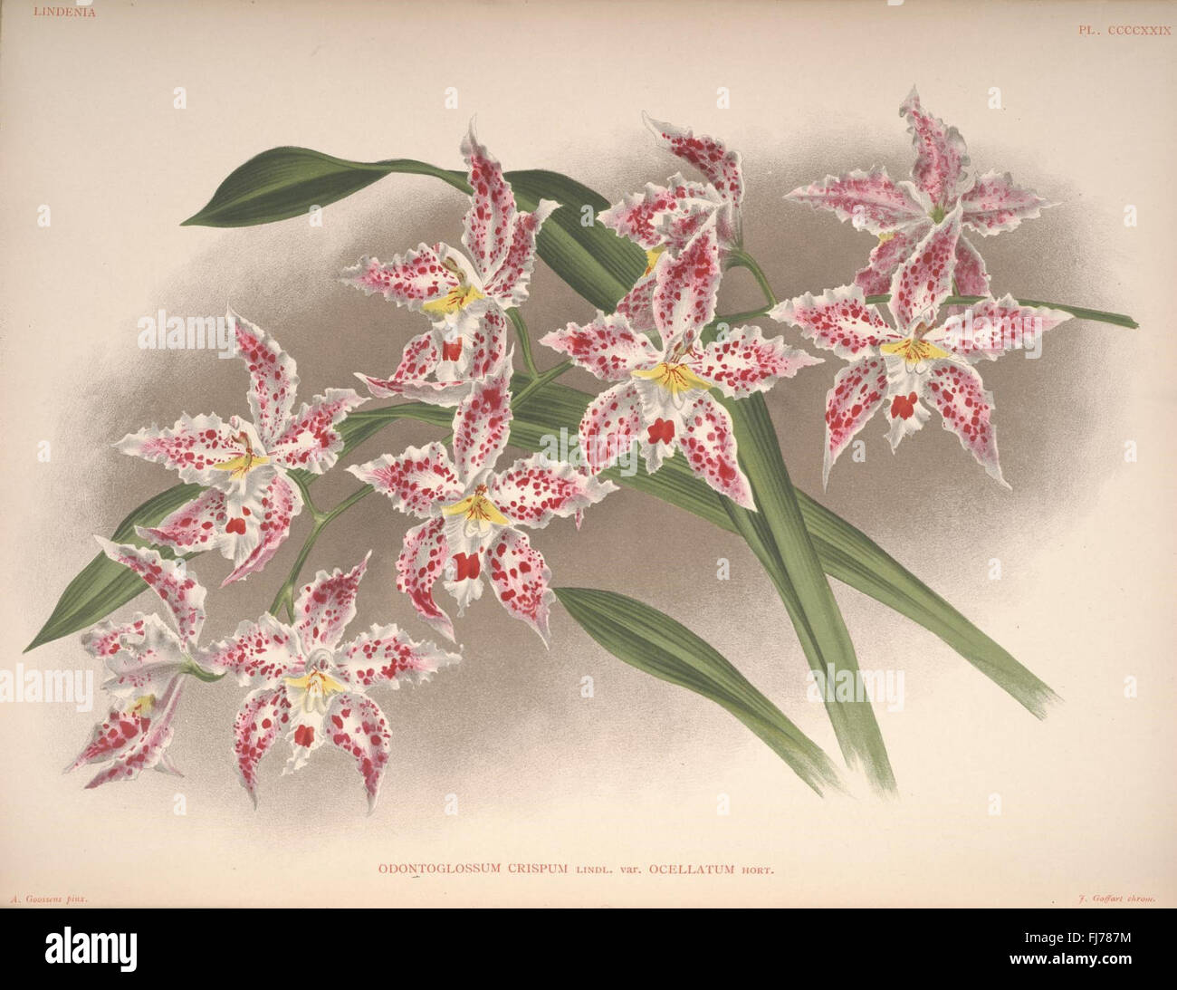 An illustrated botanical reference on orchid species with detailed ...