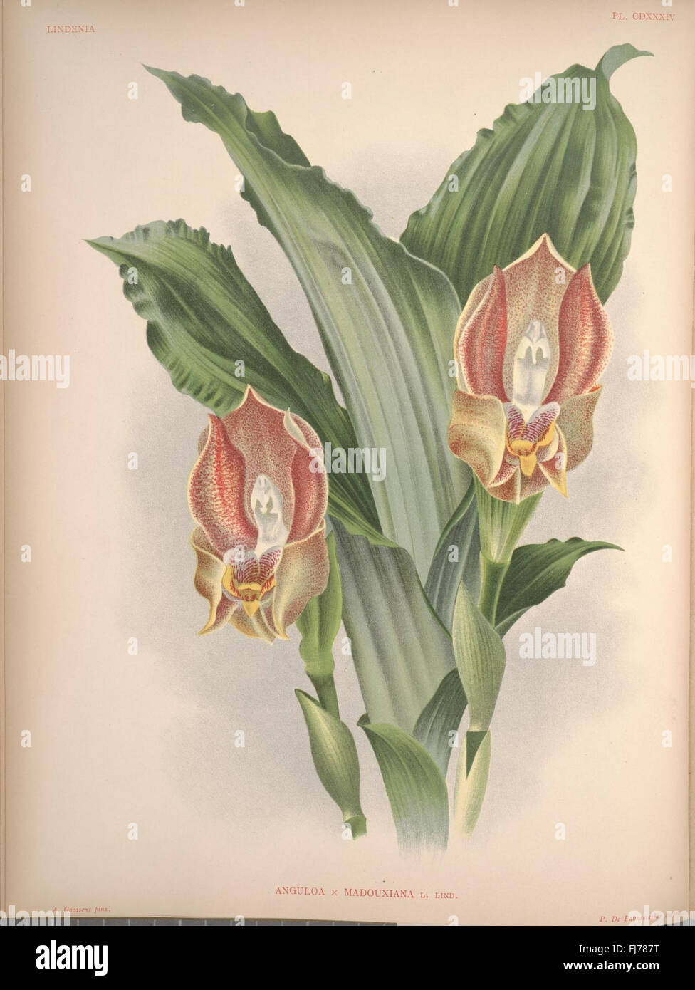 Lindenia - Iconographie des Orchidee, a botanical work showcasing ...