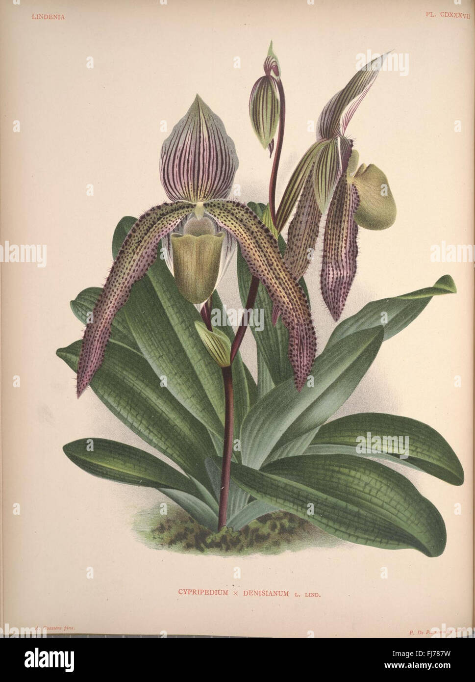 Lindenia - Iconographie des Orchidee, Missouri Botanical Garden, Peter ...