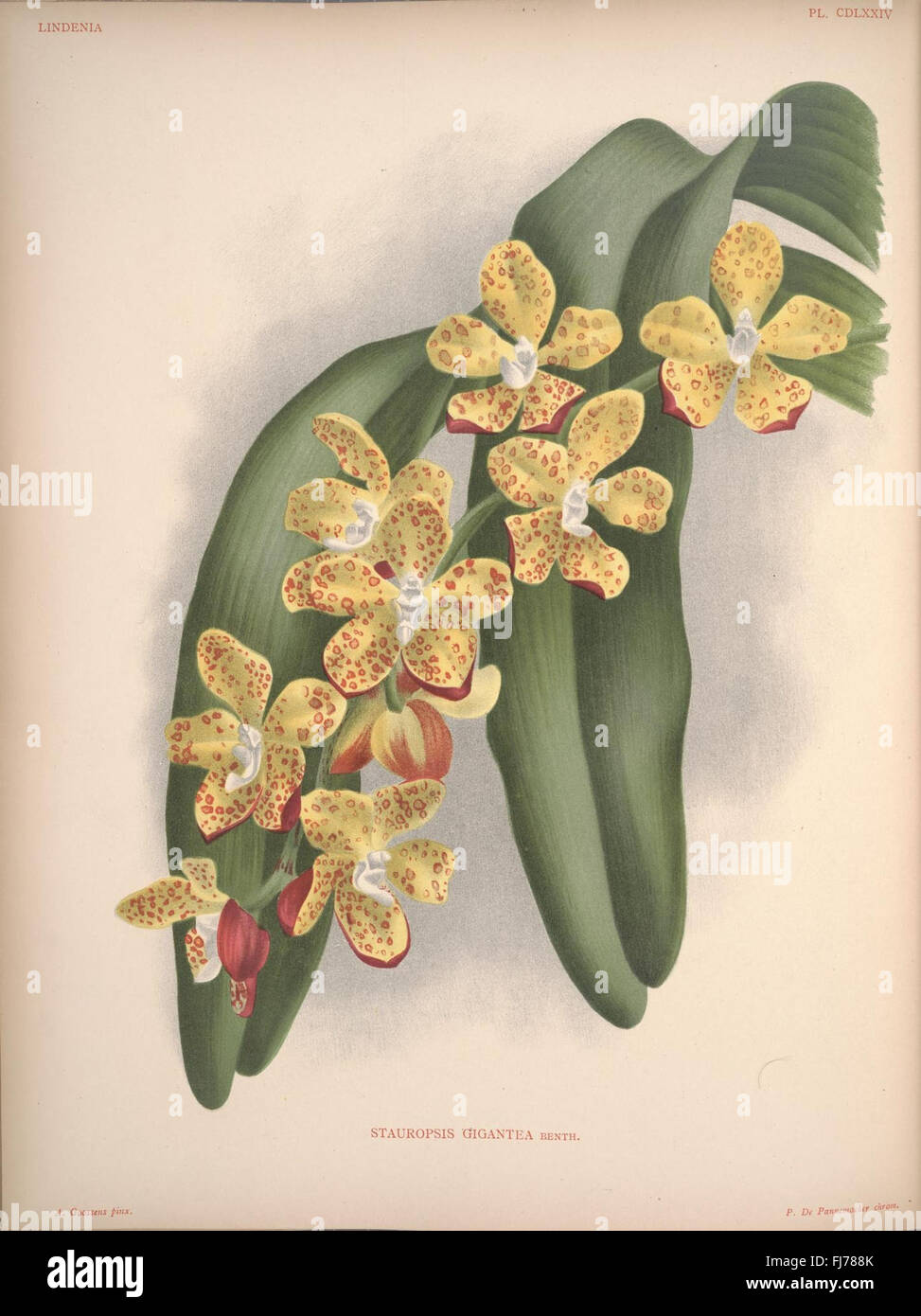 A botanical work featuring detailed illustrations of orchids in the ...