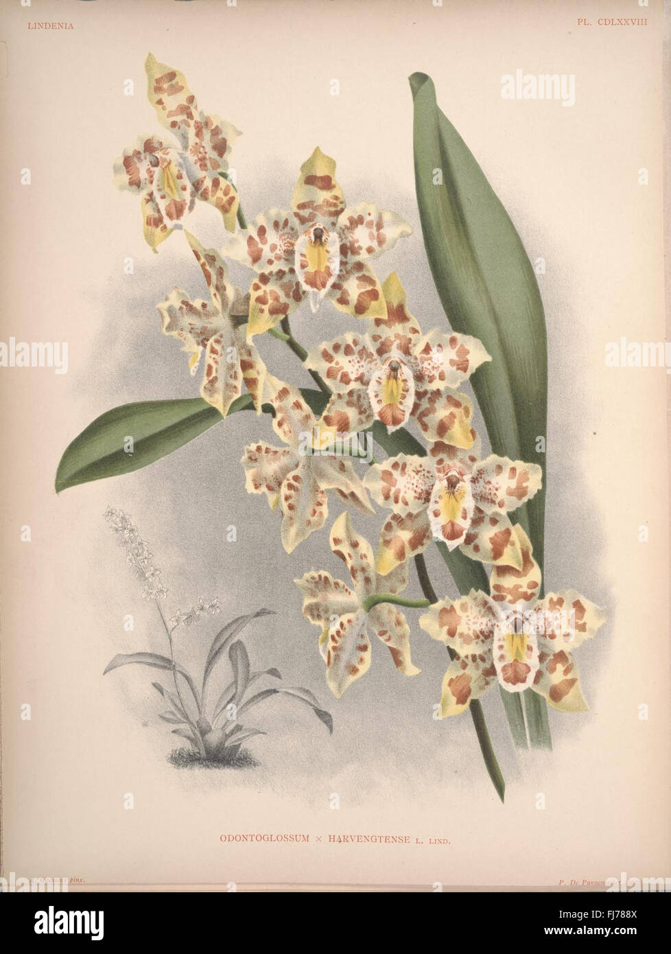 An illustrated collection on orchids, featuring detailed depictions and ...
