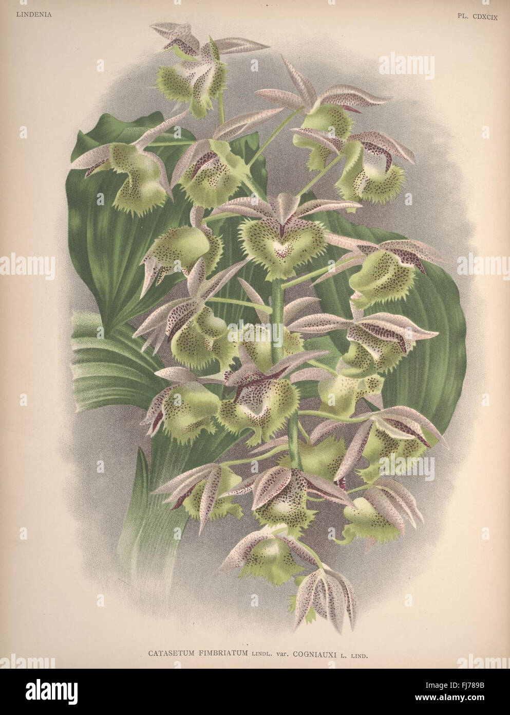 Lindenia - Iconographie des Orchidee, Missouri Botanical Garden, Peter ...