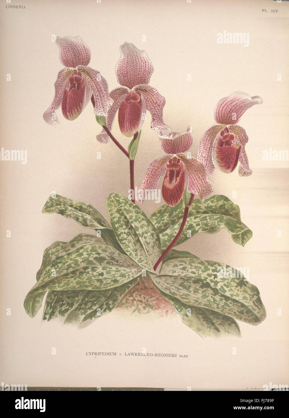 orchid, botanical illustration, plant species, orchidaceae, orchid ...