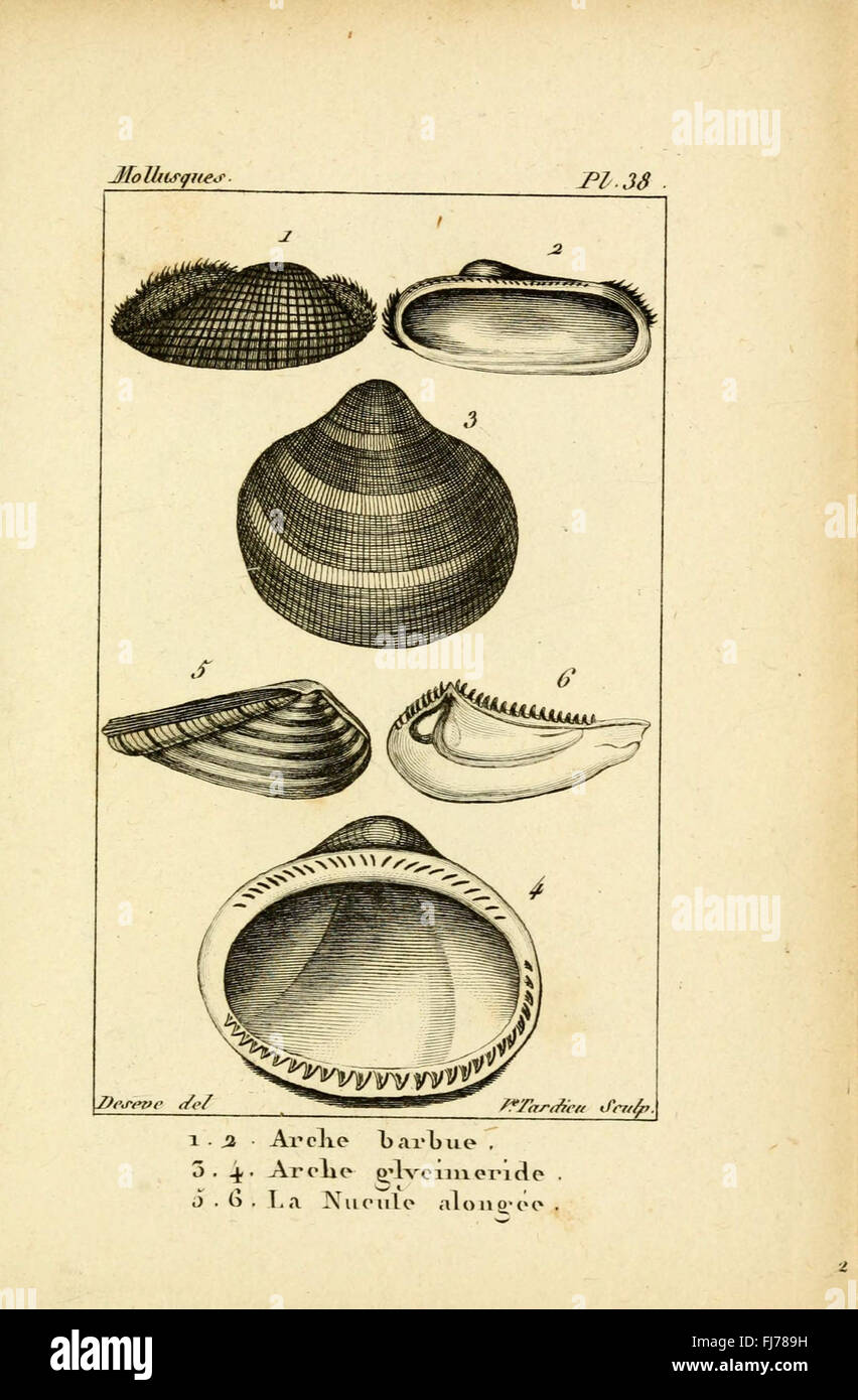 Atlas des mollusques (Pl. 38), an illustrated guide showcasing various ...