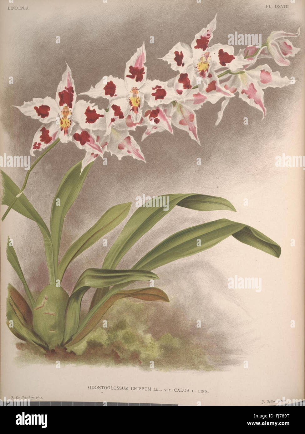 A detailed depiction of orchid species through iconographic ...