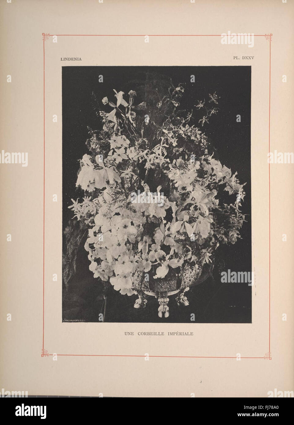 Lindenia - Iconographie des Orchidee, Missouri Botanical Garden, Peter ...