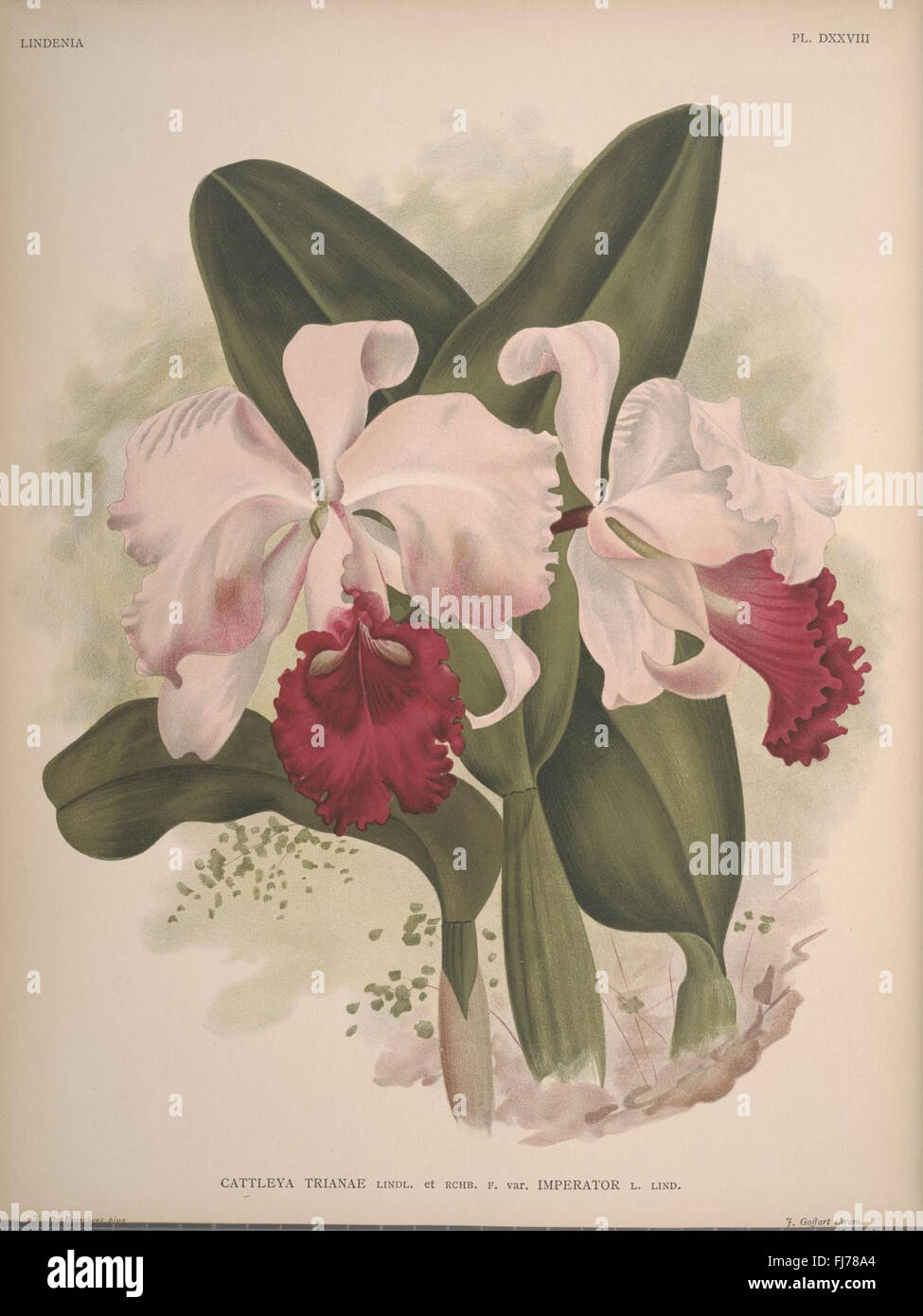 Lindenia - Iconographie des Orchidee, Missouri Botanical Garden, Peter ...
