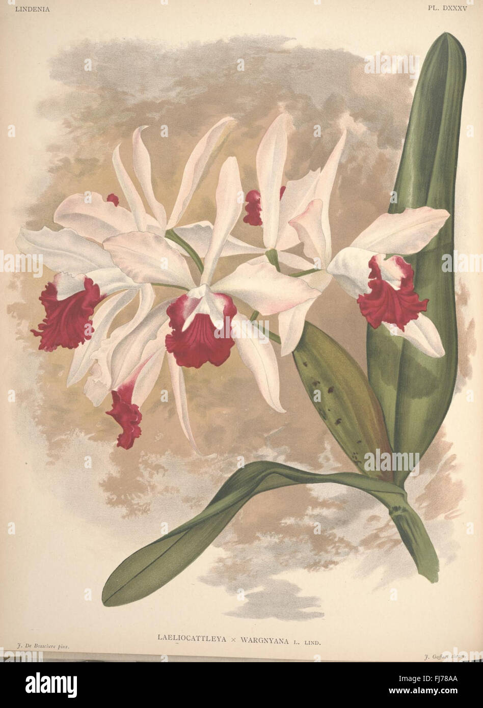 Lindenia - Iconographie des Orchidee, Missouri Botanical Garden, Peter ...