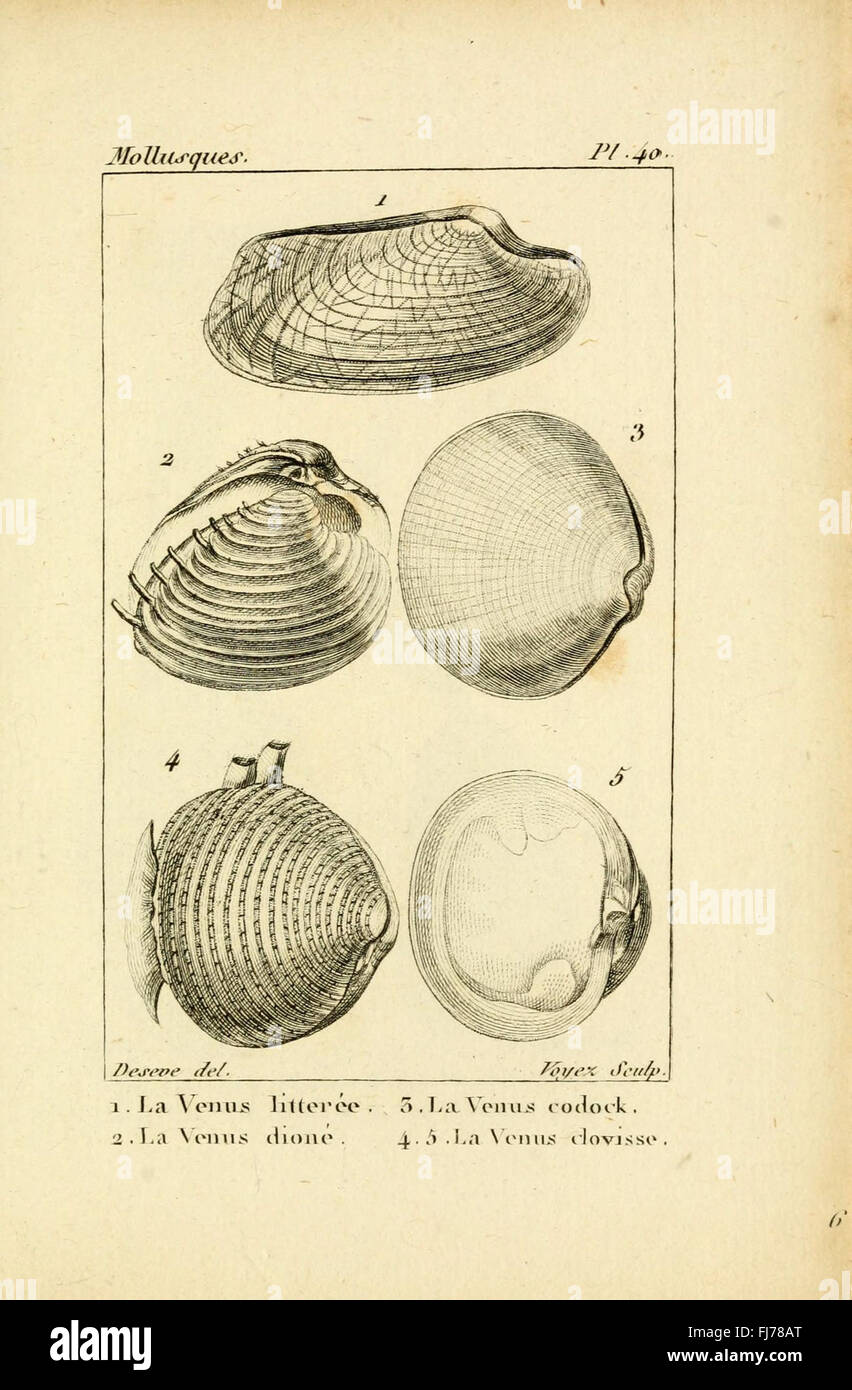 An illustrated atlas of mollusks, featuring Plate 40, highlighting ...