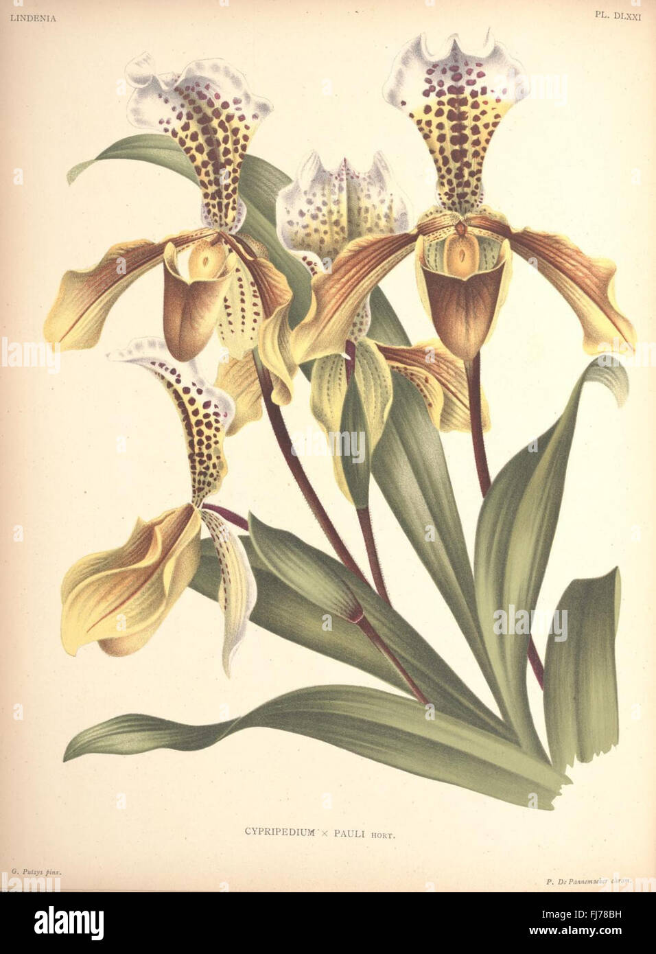 Lindenia - Iconographie des Orchidee, Missouri Botanical Garden, Peter ...