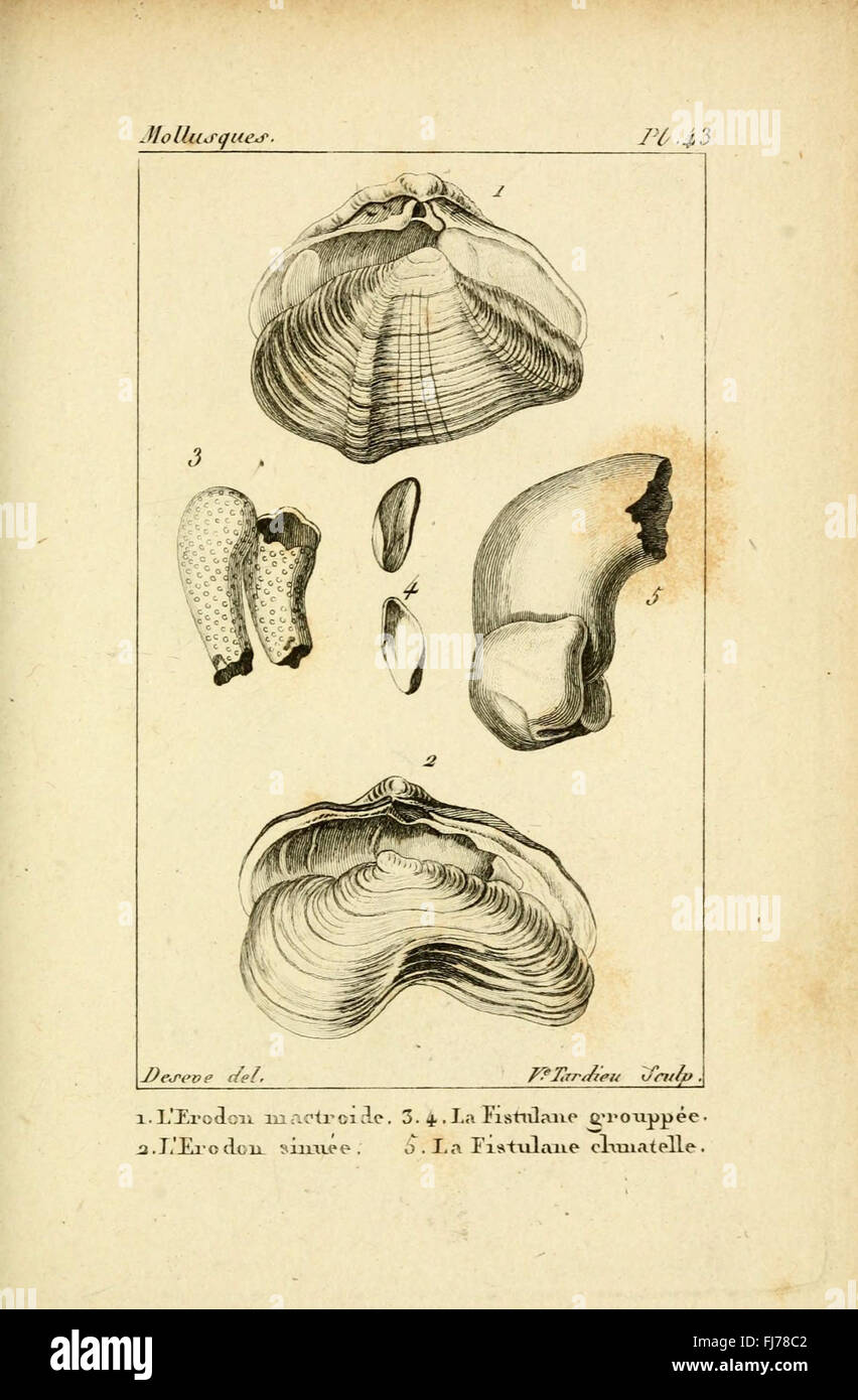 Illustrations of mollusks, focusing on shell species, showcasing ...