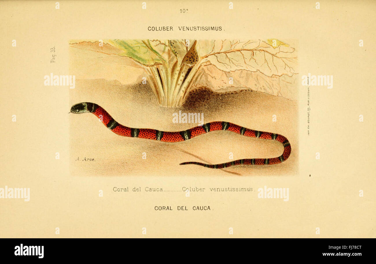 A study of venomous snakes from the Cauca region of Colombia, focusing ...
