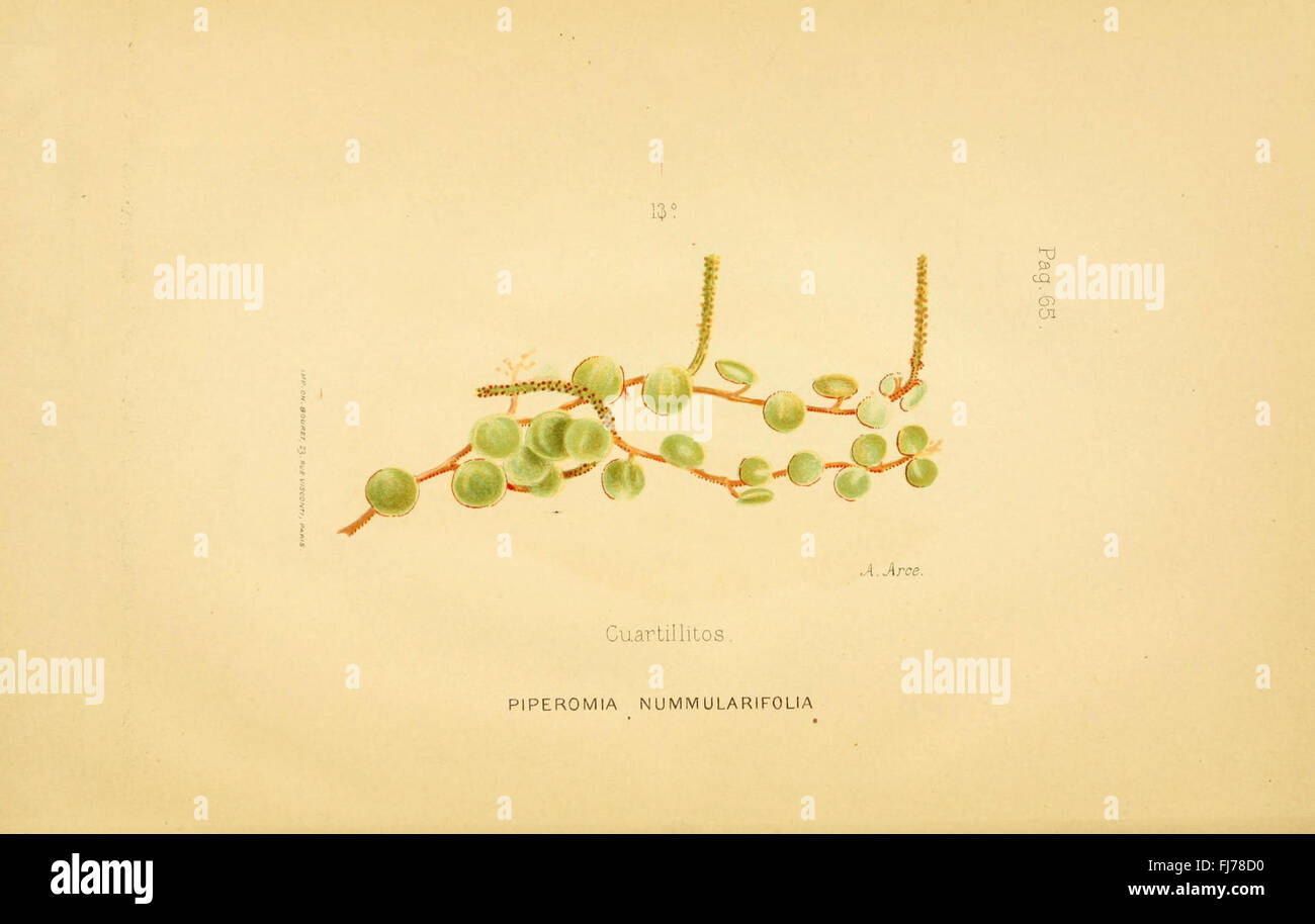 A study on the venomous snakes of the Cauca region in Colombia ...