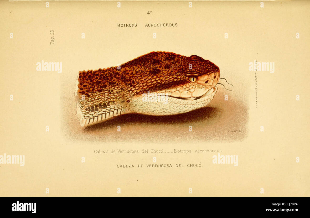 A study of venomous snakes from the Cauca region in Colombia, with ...