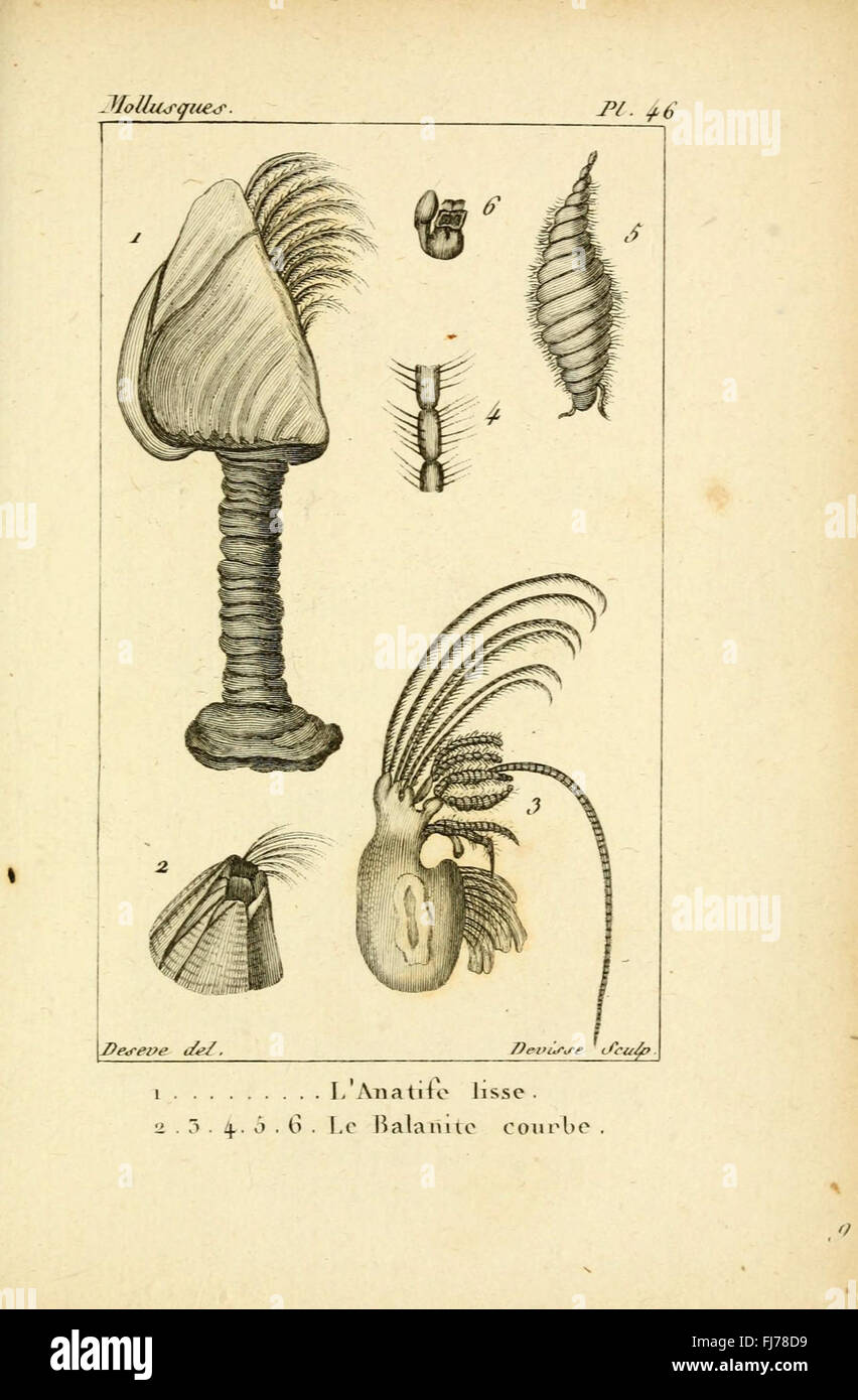 A scientific pictorial work illustrating various mollusk species with ...