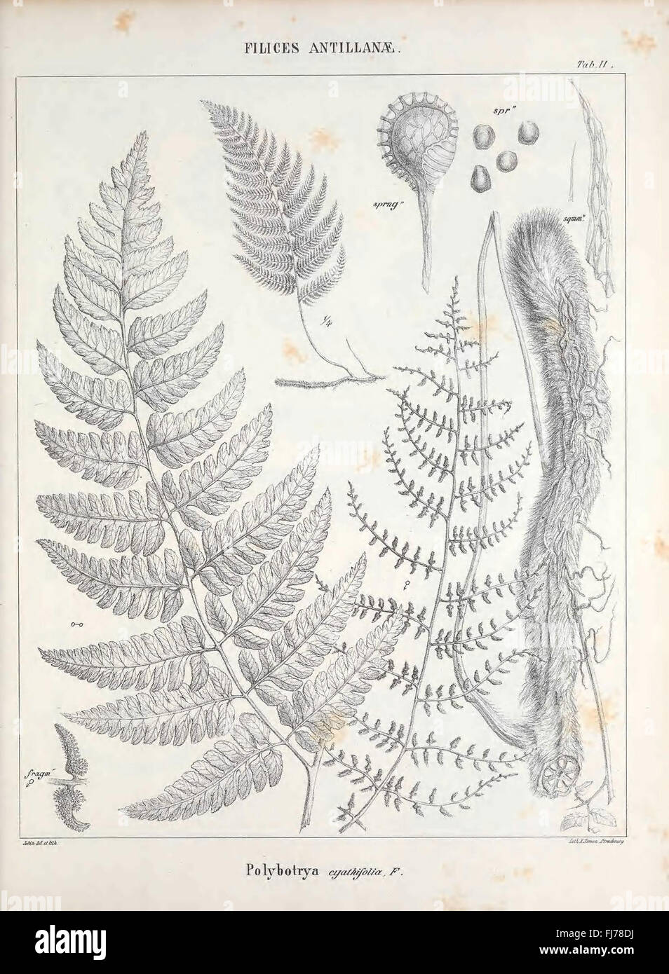 A work on the fern family, detailing various species and their ...