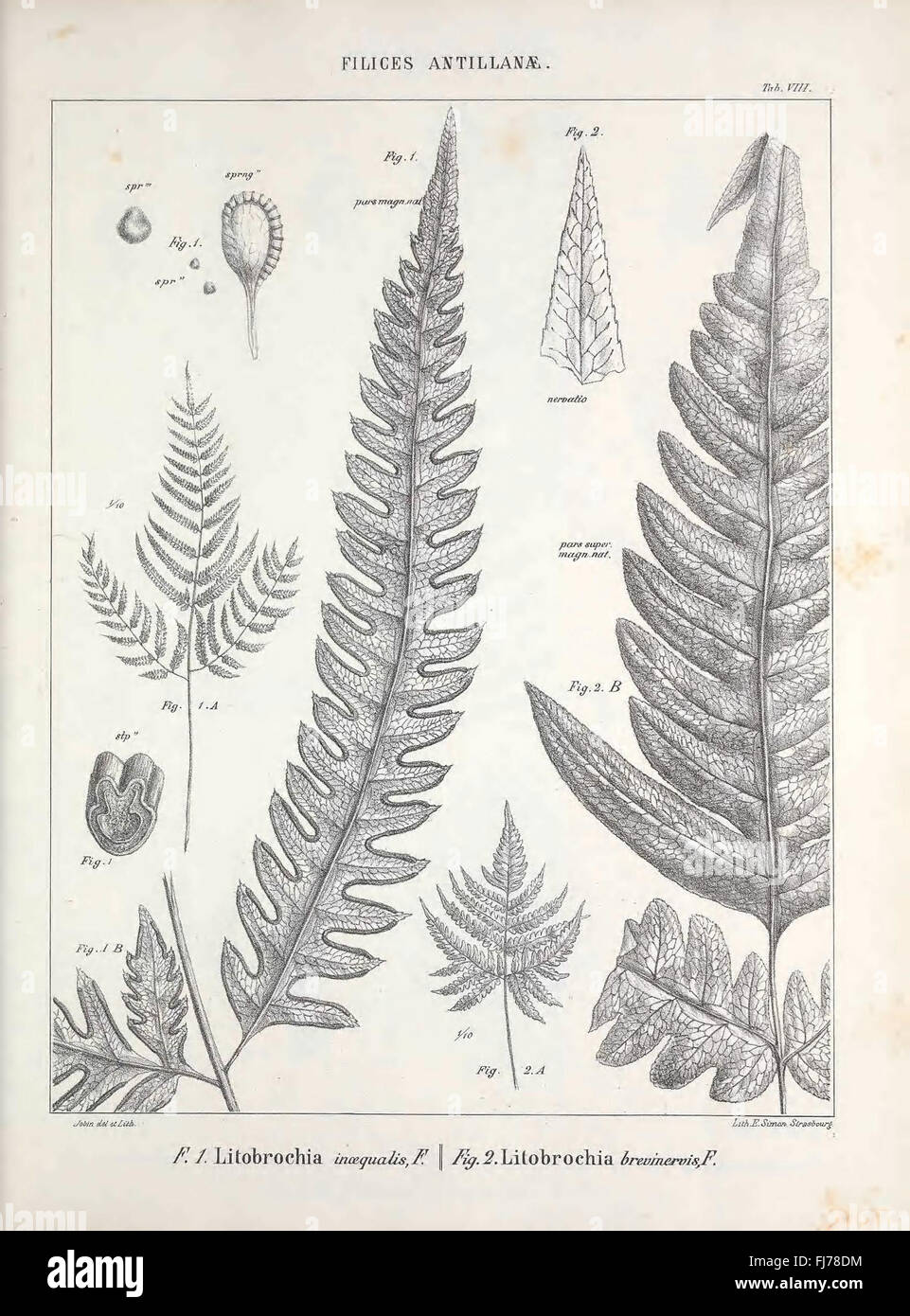 Botanical study on ferns, detailing their taxonomy, growth patterns ...