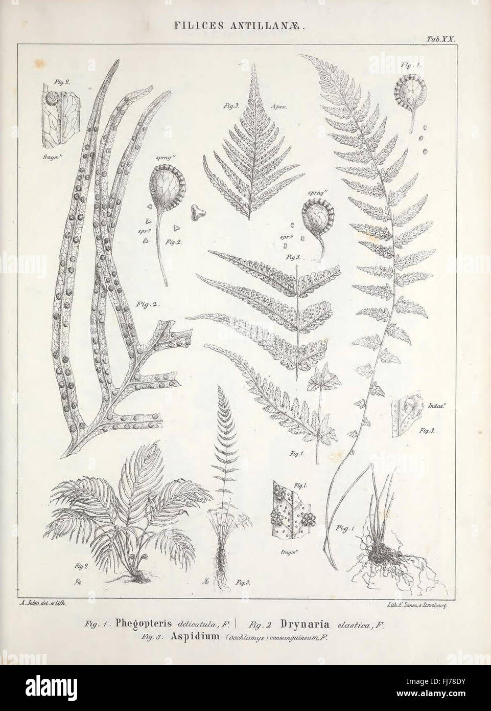 An extensive work on the family of ferns, detailing various species ...