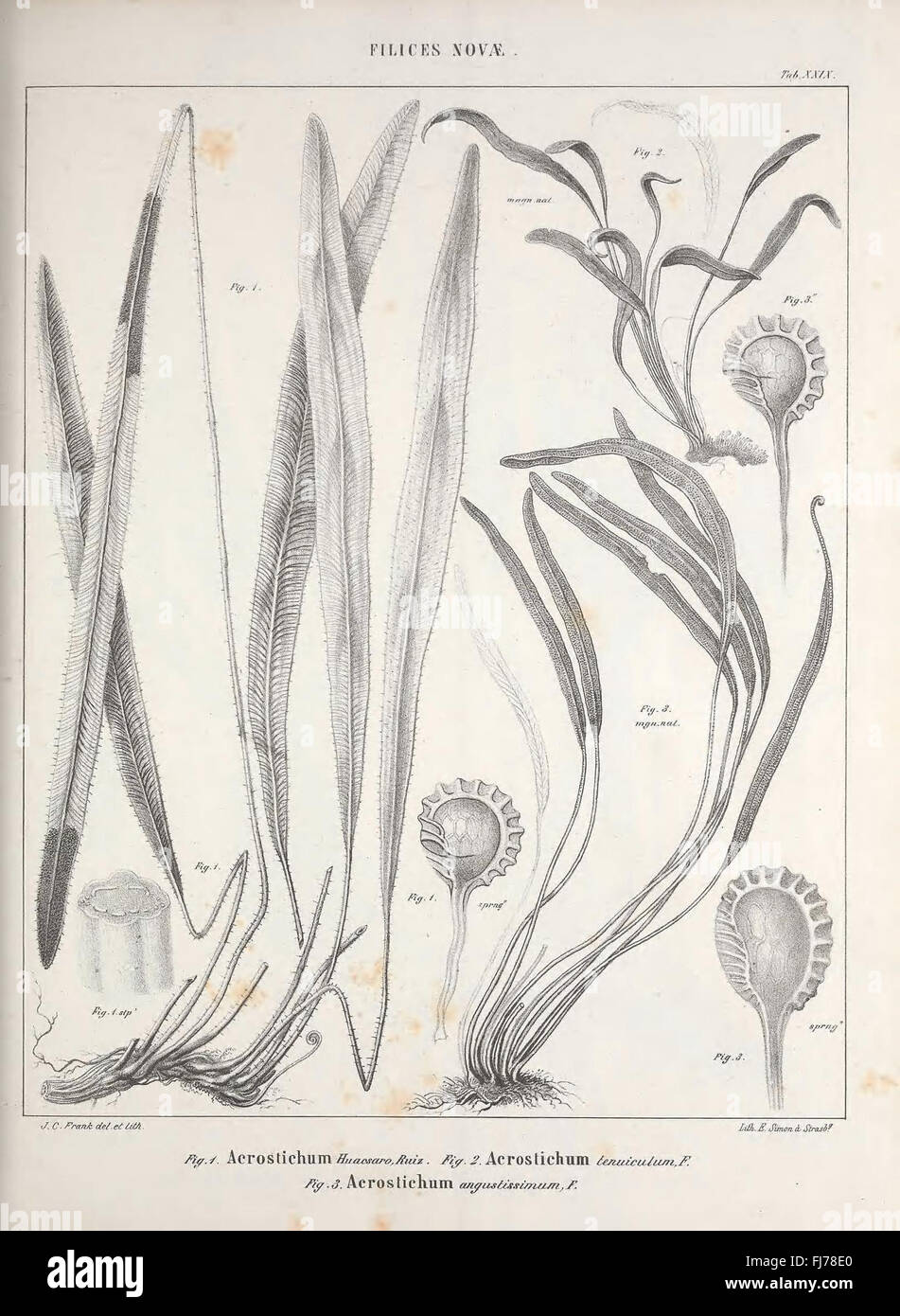 Memoirs on the Fern Family, focusing on fern species and classification ...