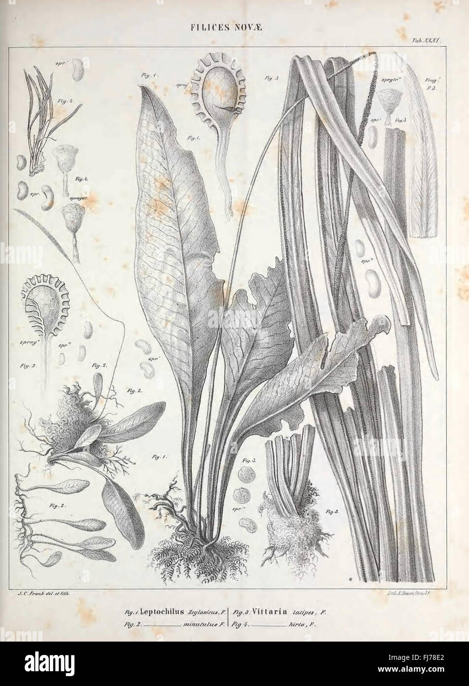 A memoir on the fern family, with detailed descriptions and ...