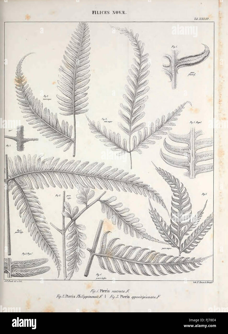 Botanical study on the fern family, detailing species classifications ...