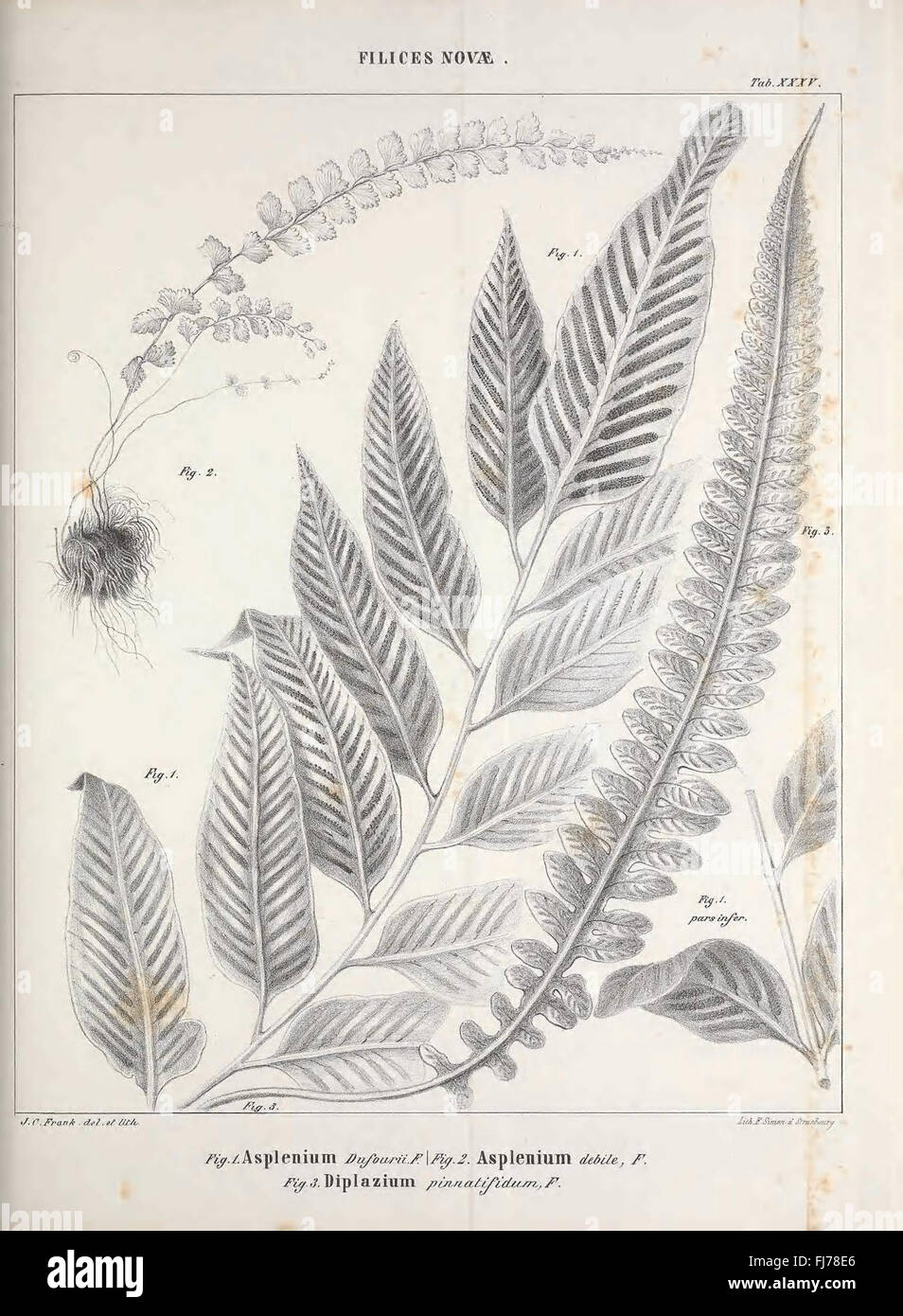 A study on the fern family, detailing species, classification, and ...
