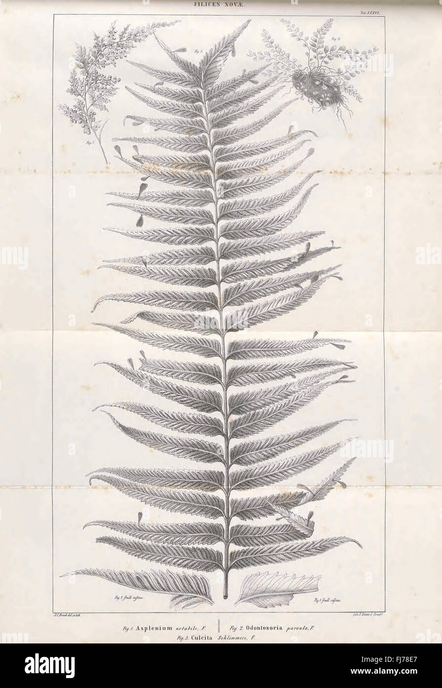 A work on the fern family, providing detailed descriptions and ...