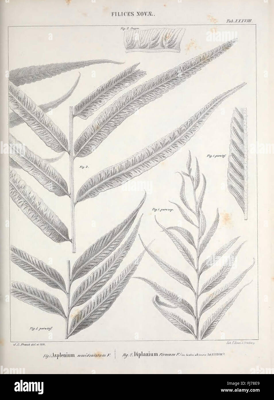 A scientific study documenting the taxonomy, morphology, and ...
