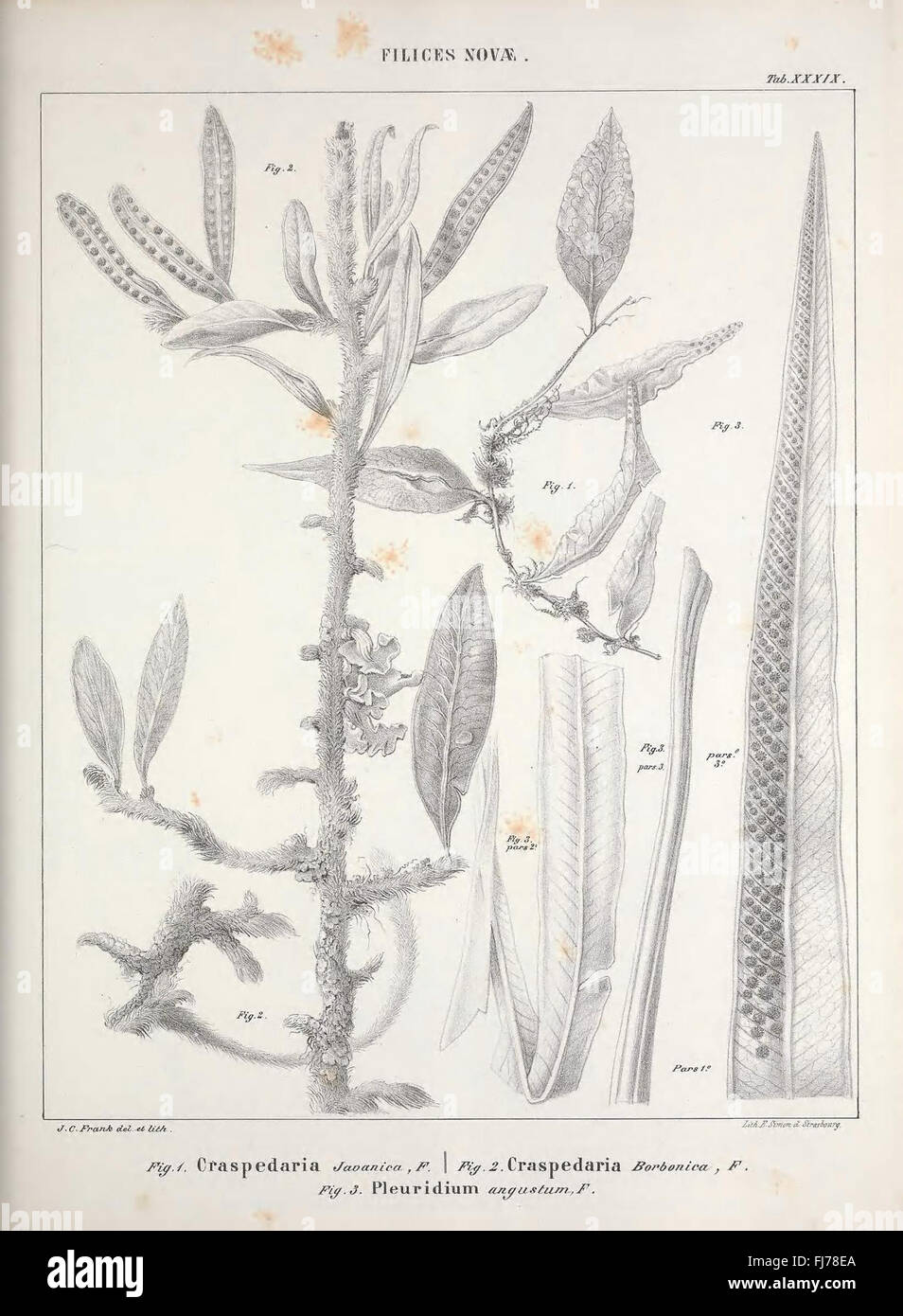 A detailed memoir on the fern family, exploring their biology ...