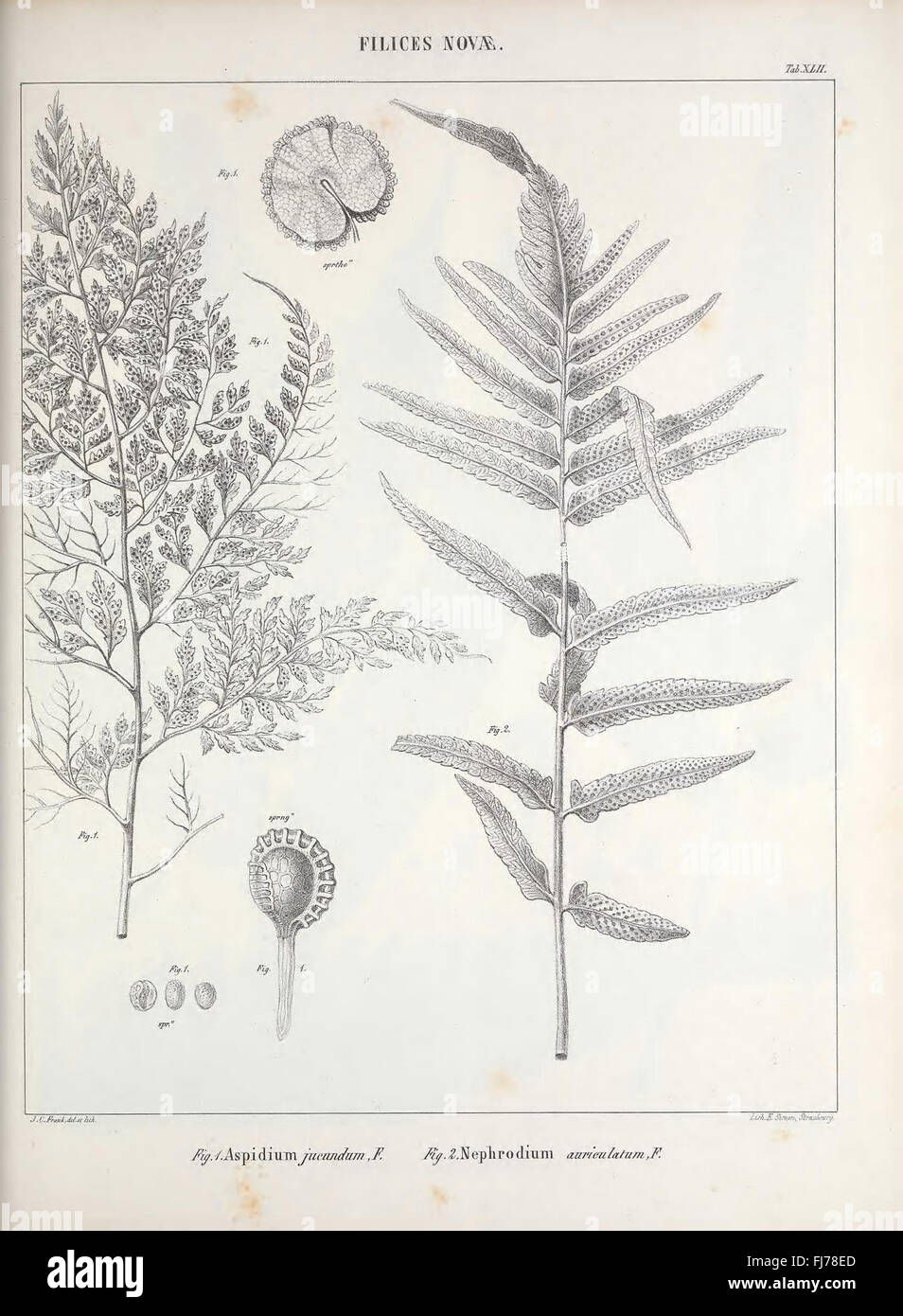 Memoirs on the fern family, exploring species diversity and botanical ...