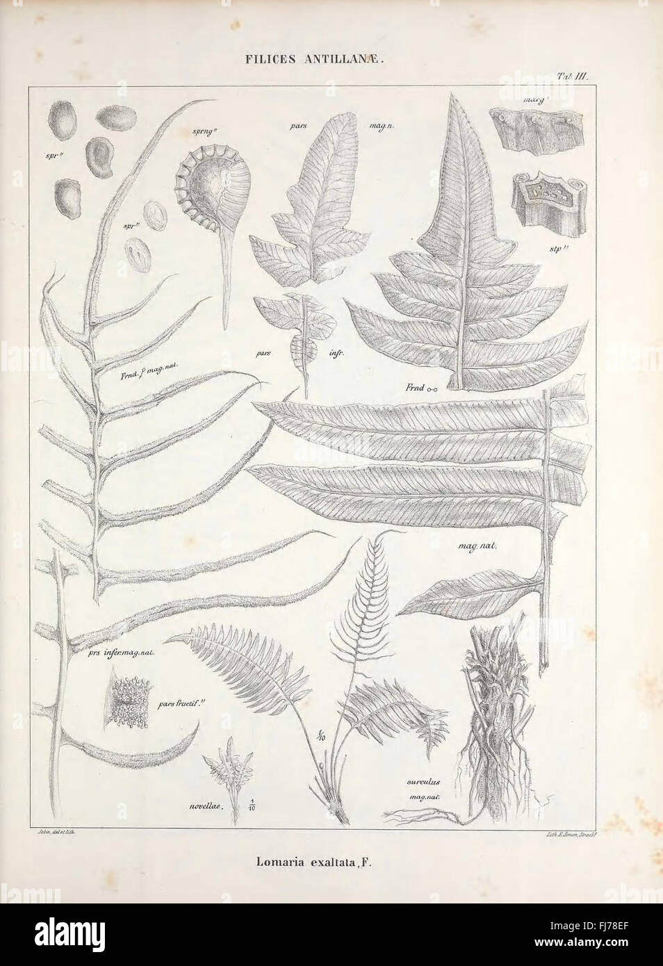 A botanical study focusing on the family of ferns Stock Photo - Alamy