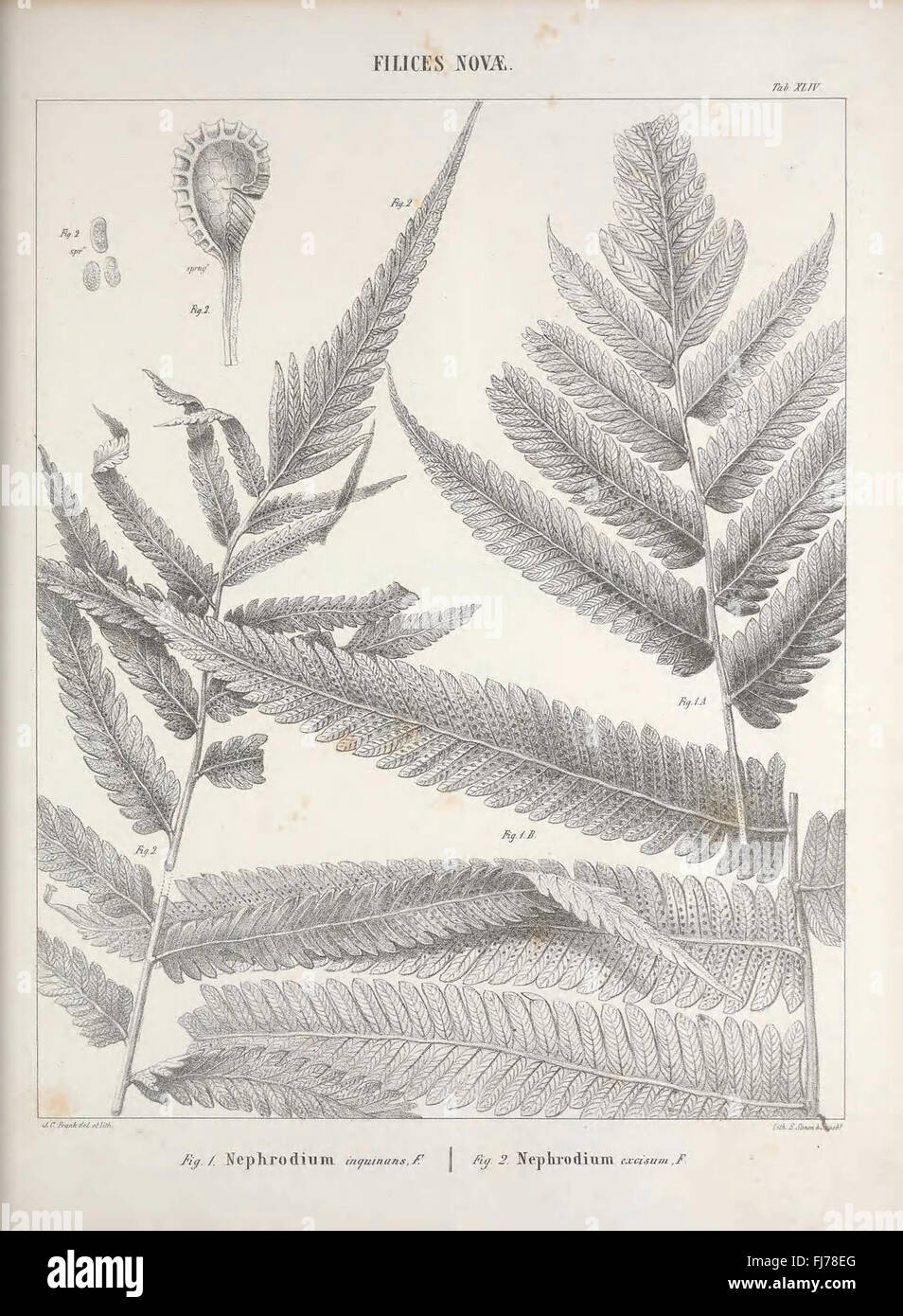 A work on the family of ferns, documenting various species and their ...