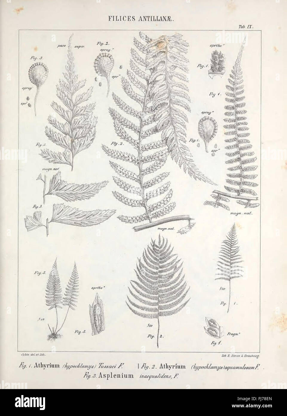 Fern species catalog hi-res stock photography and images - Alamy