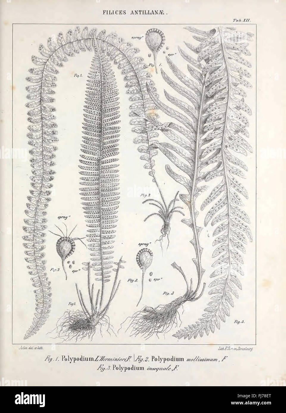 A study of ferns, including their classification, biology, and ...
